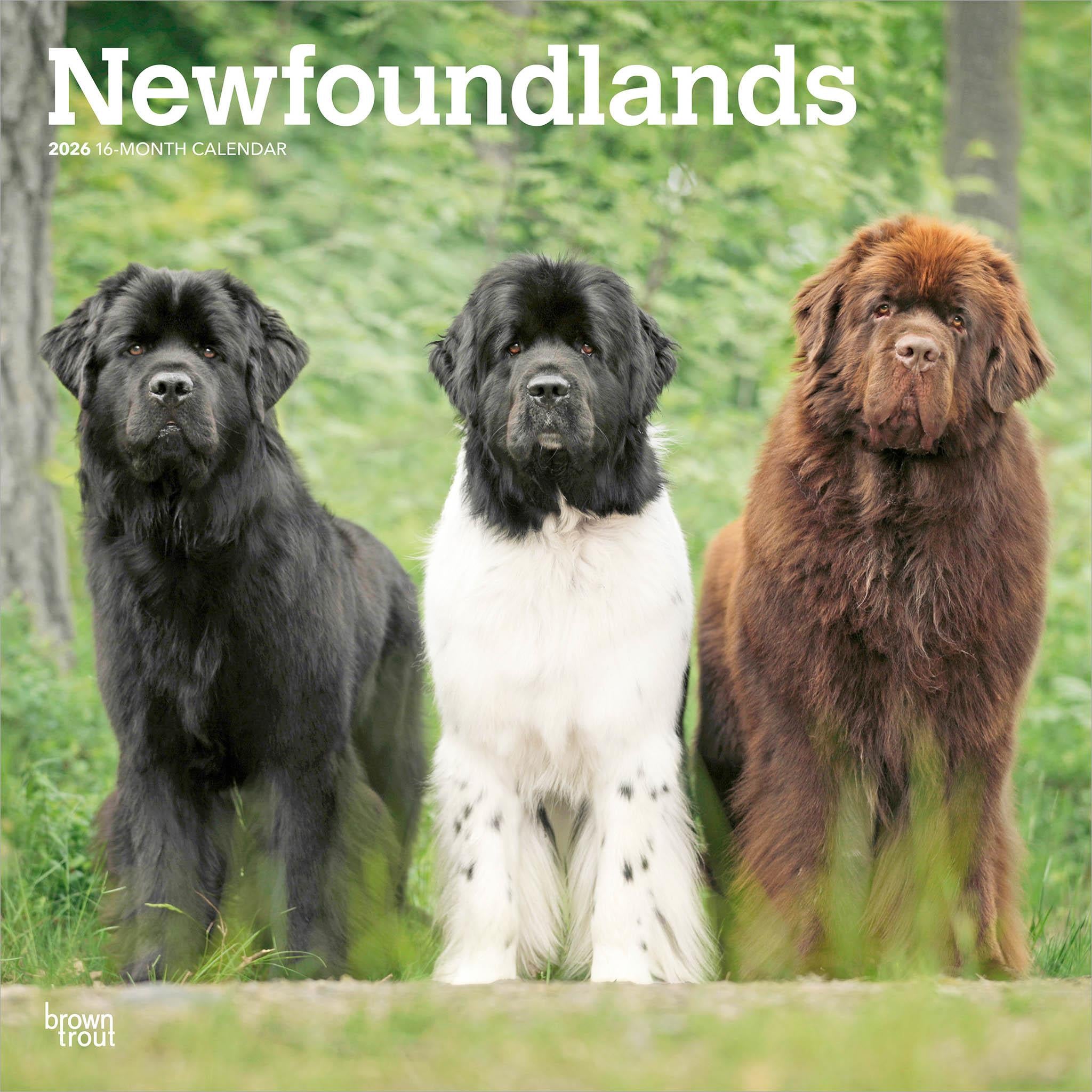 Newfoundlands 2026 Wall Calendar