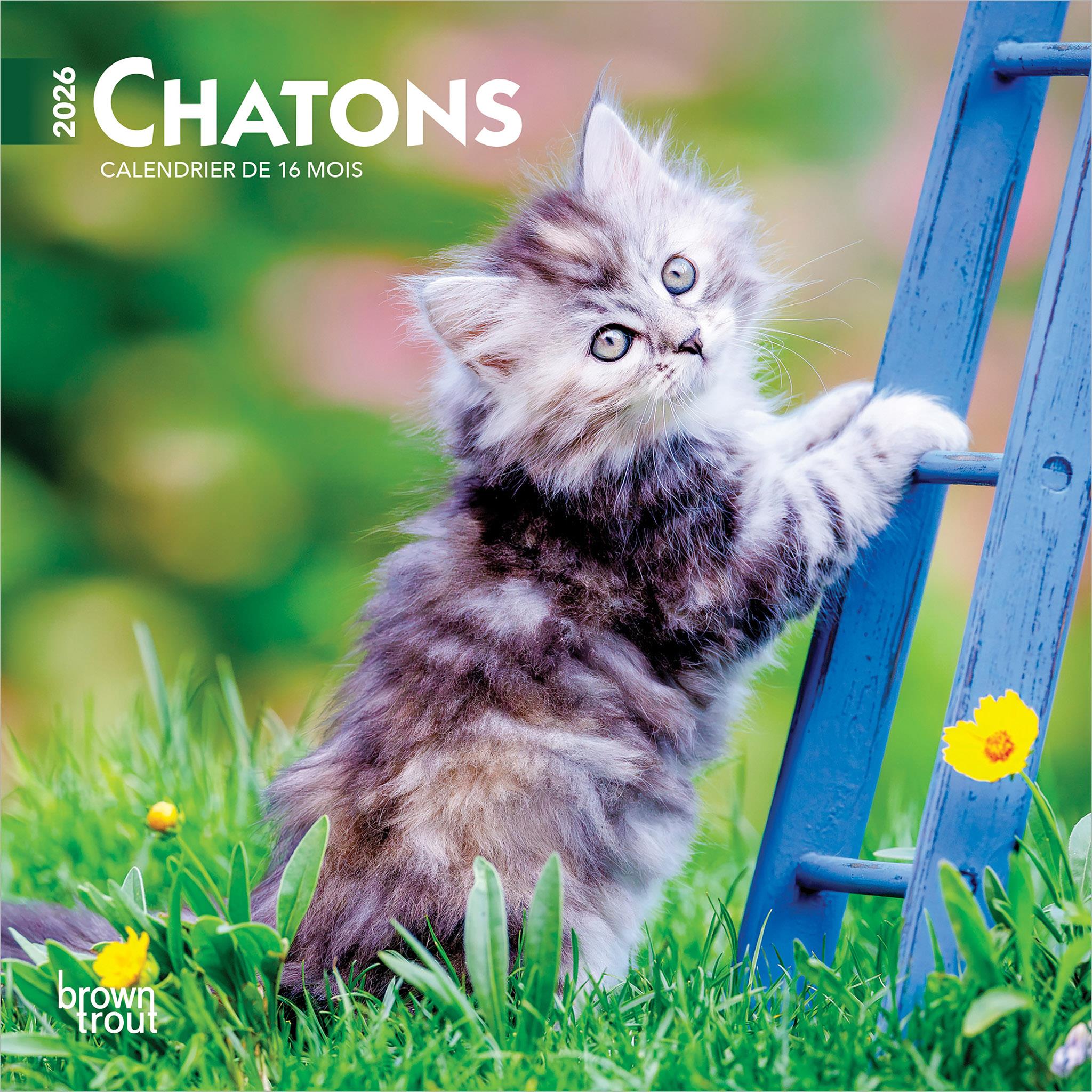 Chatons 2026 Mini Calendar (French)