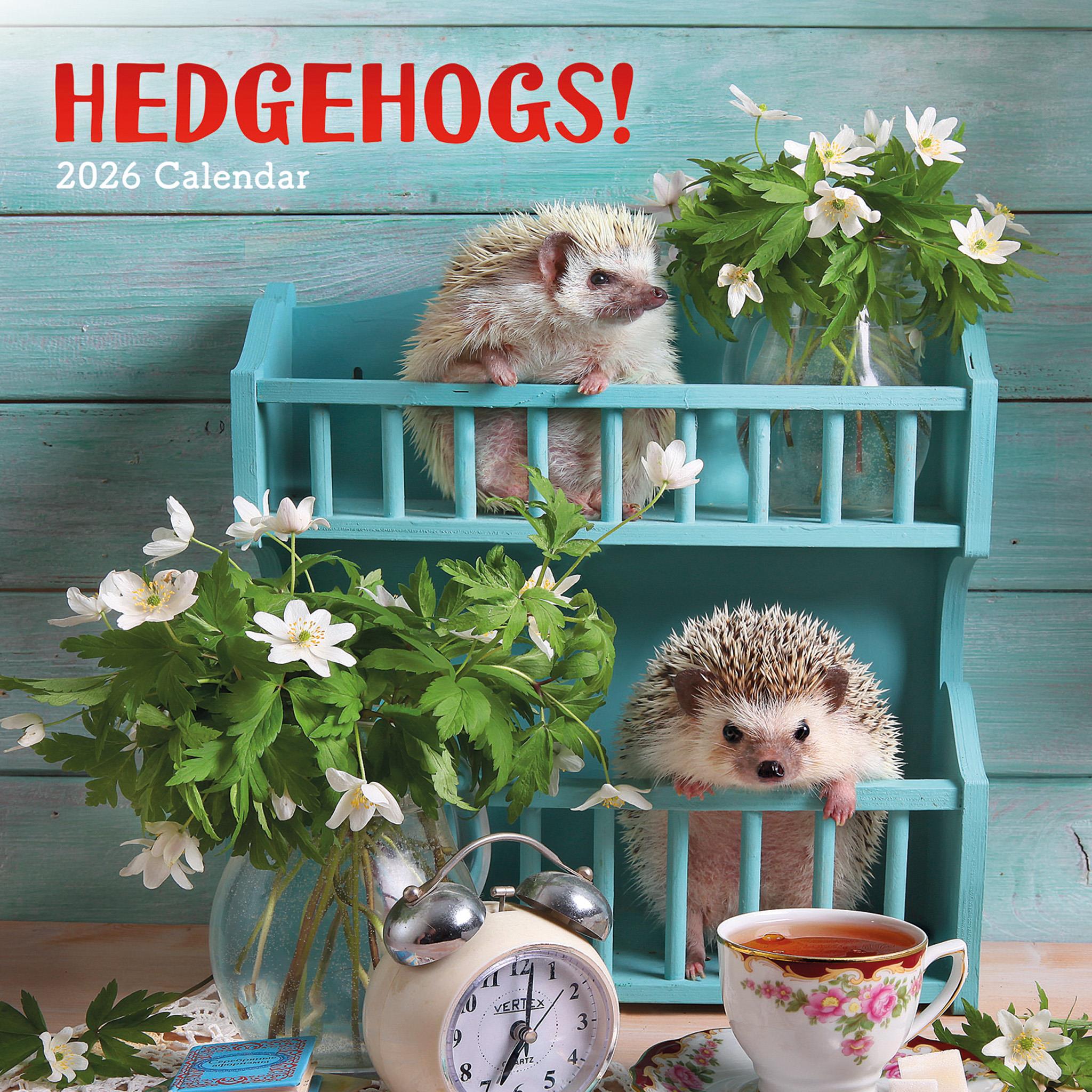 Hedgehogs 2026 Wall Calendar